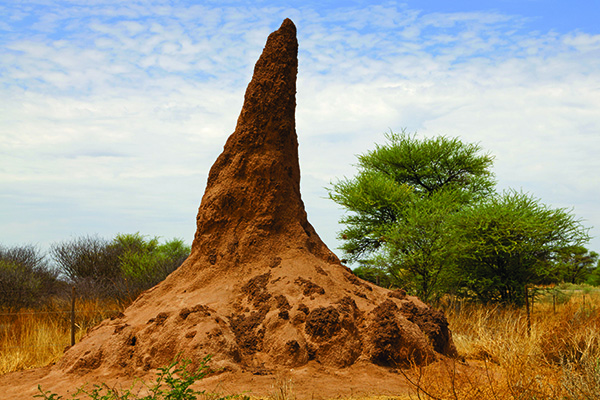 Termite Mounds