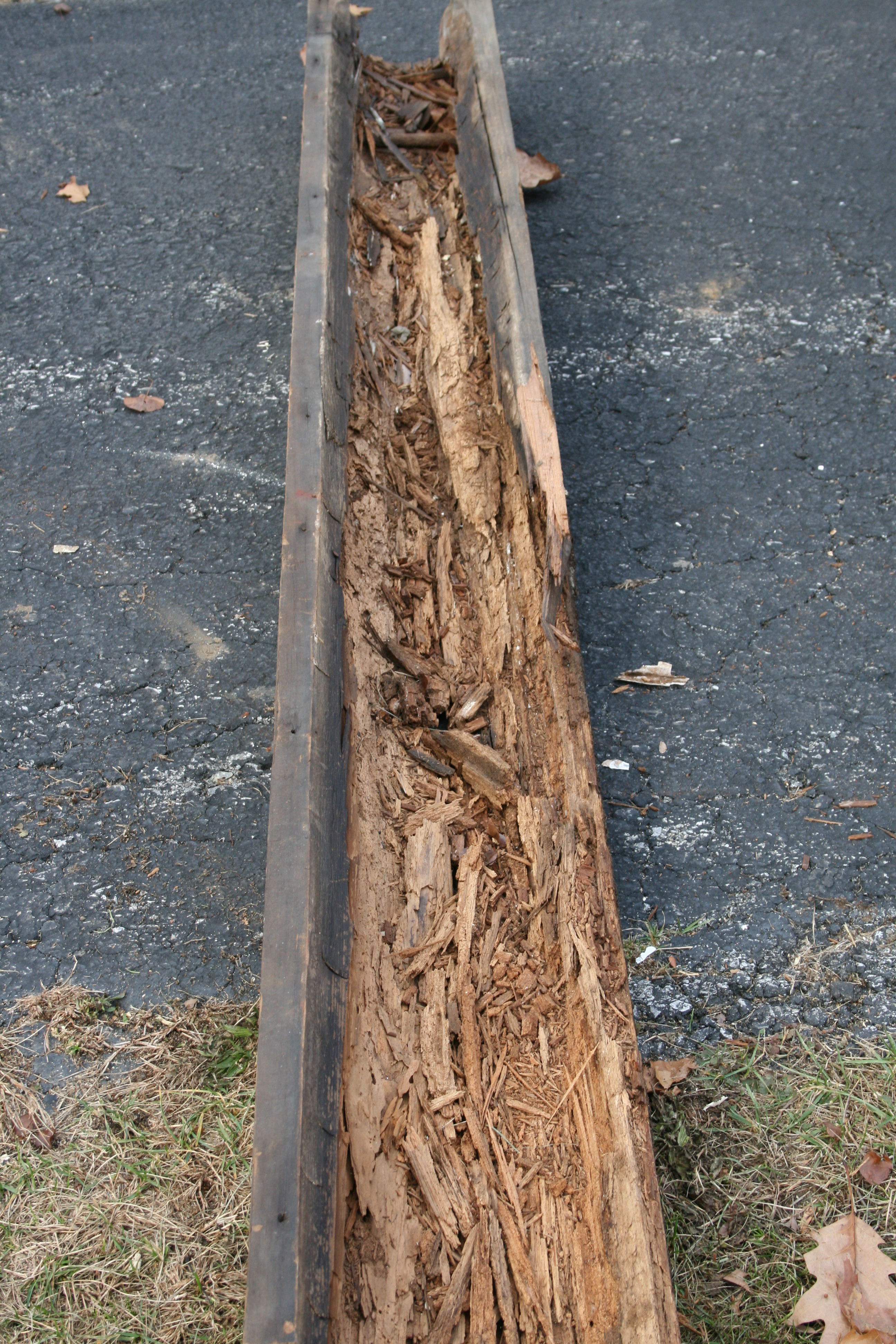 A Builder's Guide to Wood Rot