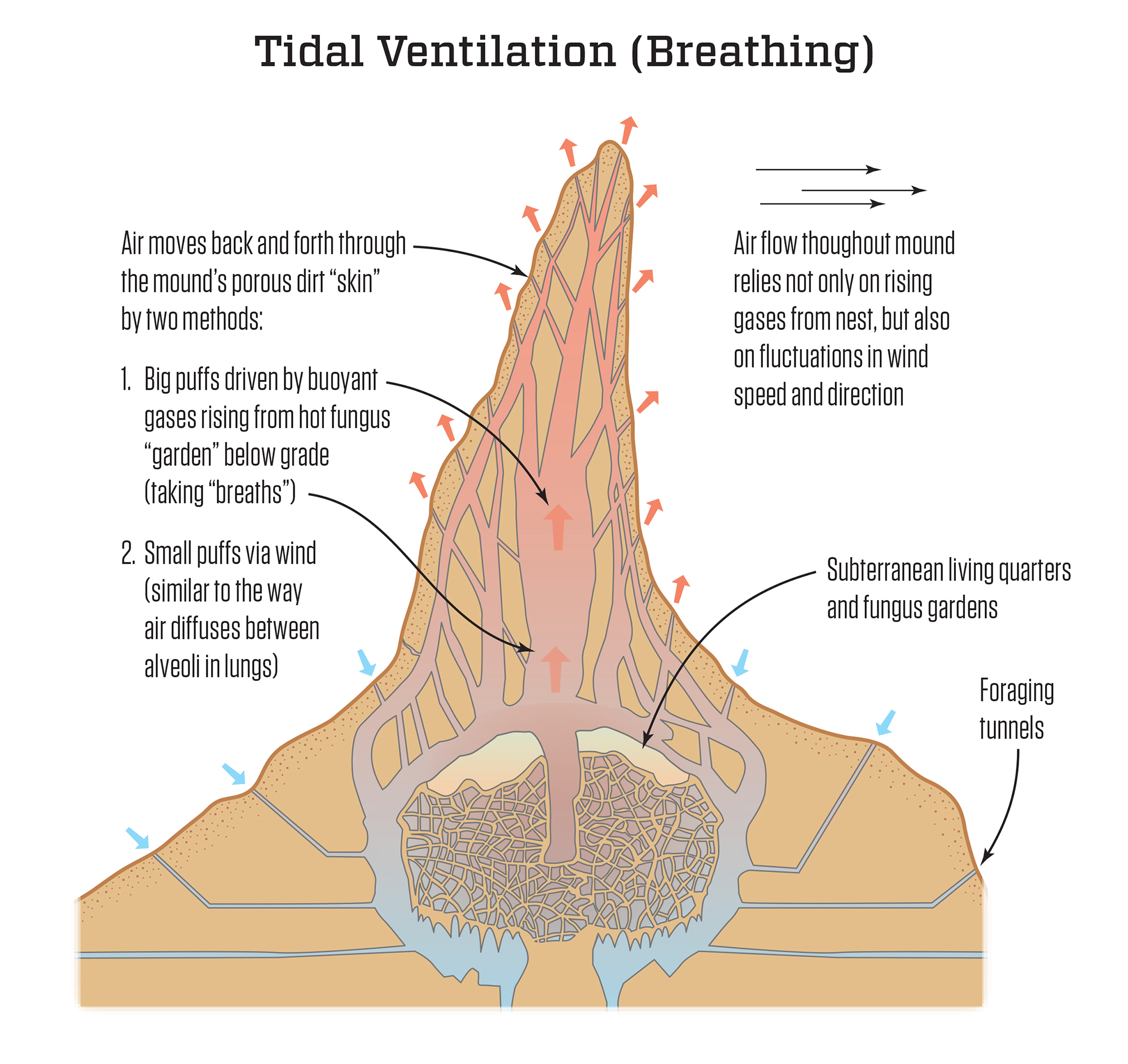 Termite HVAC (Passive Mound Ventilation)