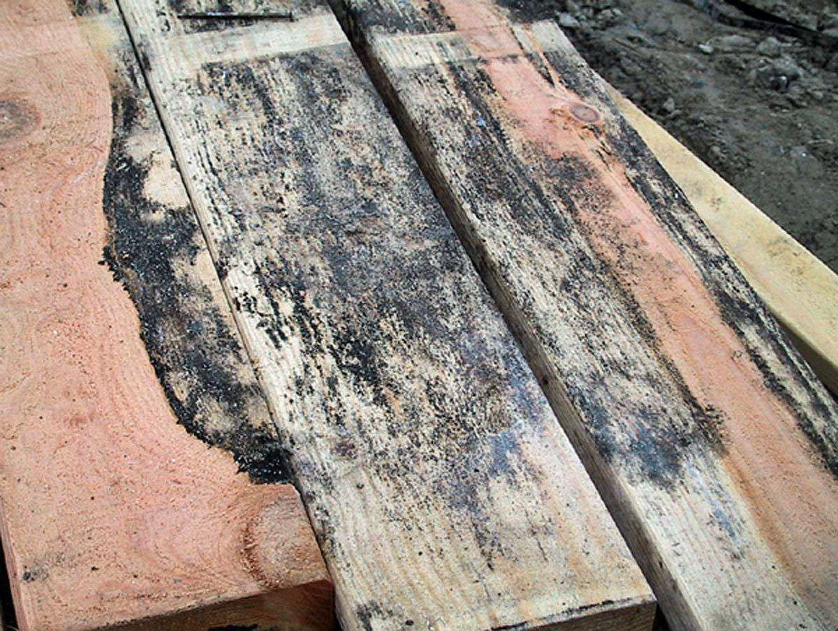 A Builder's Guide to Wood Rot